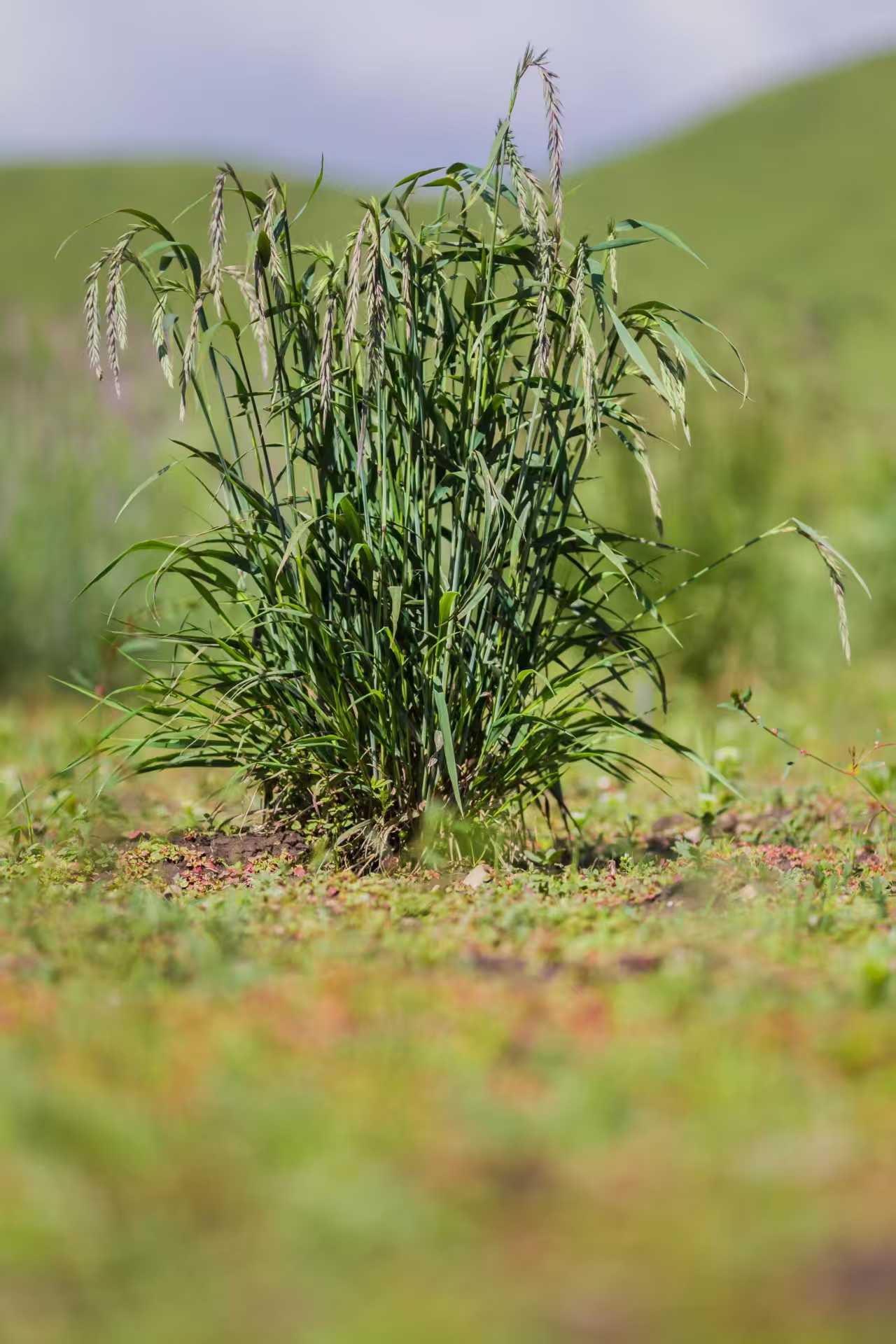 Qinghai-Tibetan Plateau Grass Multi-omics Database