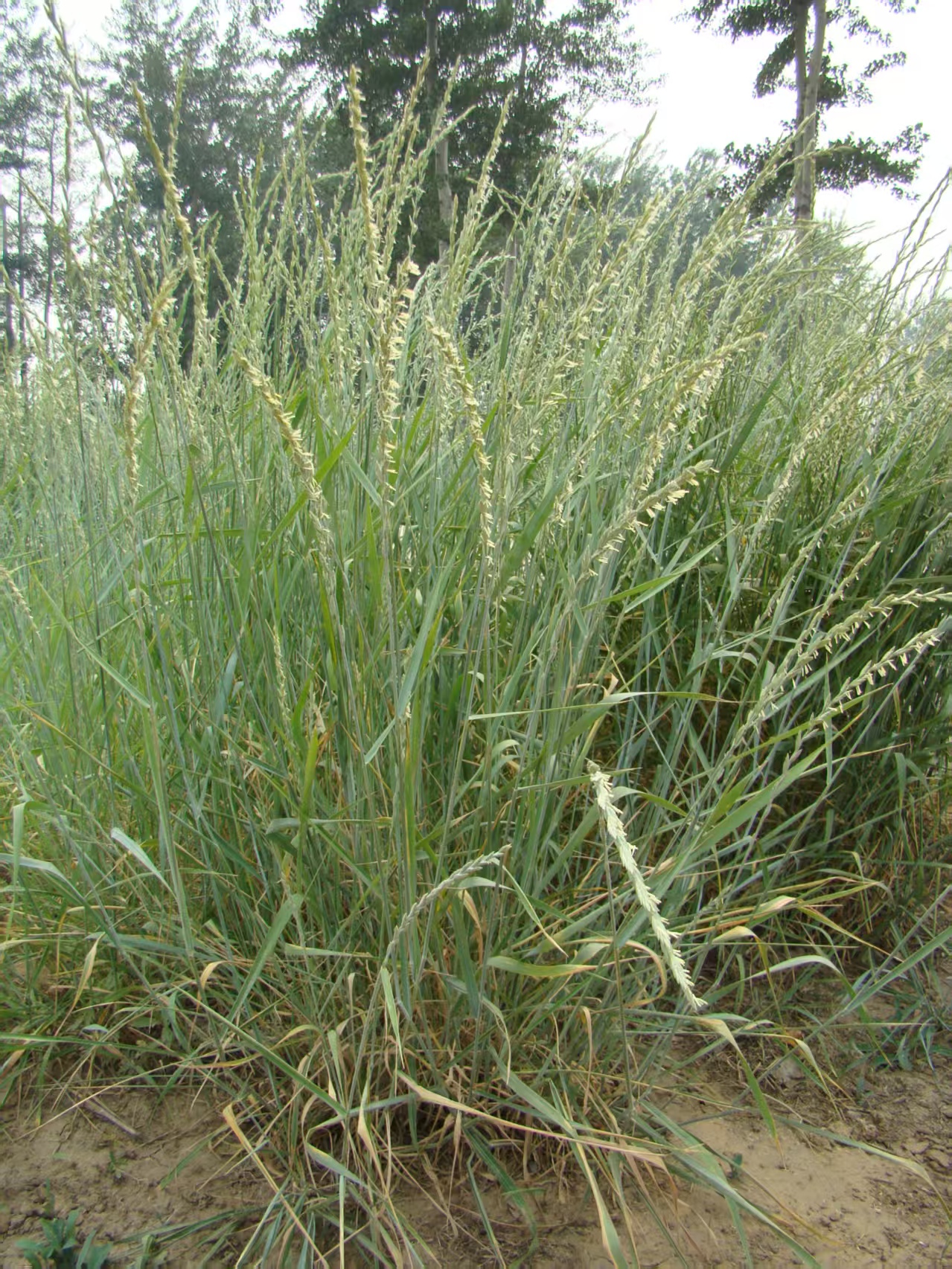 Qinghai-Tibetan Plateau Grass Multi-omics Database